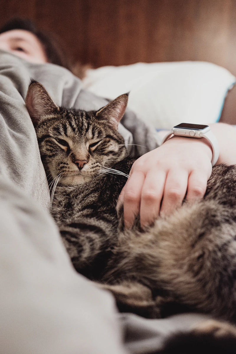 Finding Your Perfect Fur-Friend: The Ultimate Guide to Choosing a Pet ...