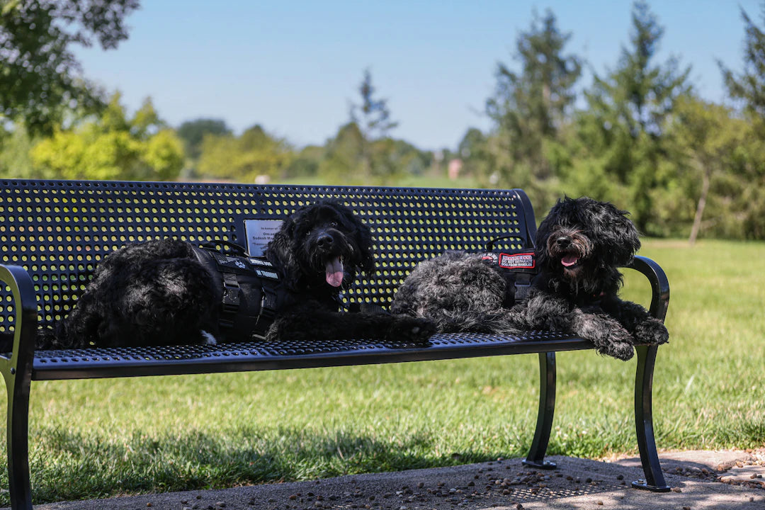 The Unmatched Benefits of Pet Training: Unlocking a Stronger Bond – UK ...